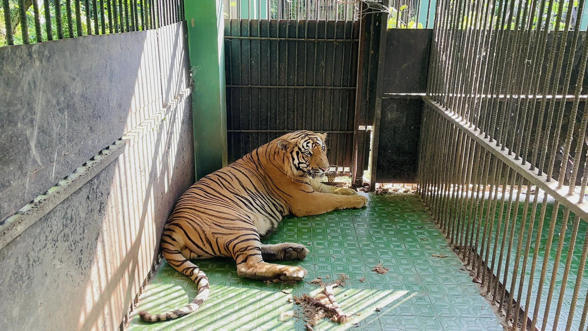 चितवन राष्ट्रिय निकुञ्जमा बाघ राख्न ठाउँ अभाव,बर्दिया पठाइयो « Narayanionline.com