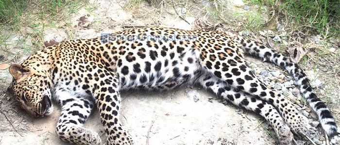 मोटरसाइकलको ठक्करबाट चितुवाको मृत्यु « Narayanionline.com