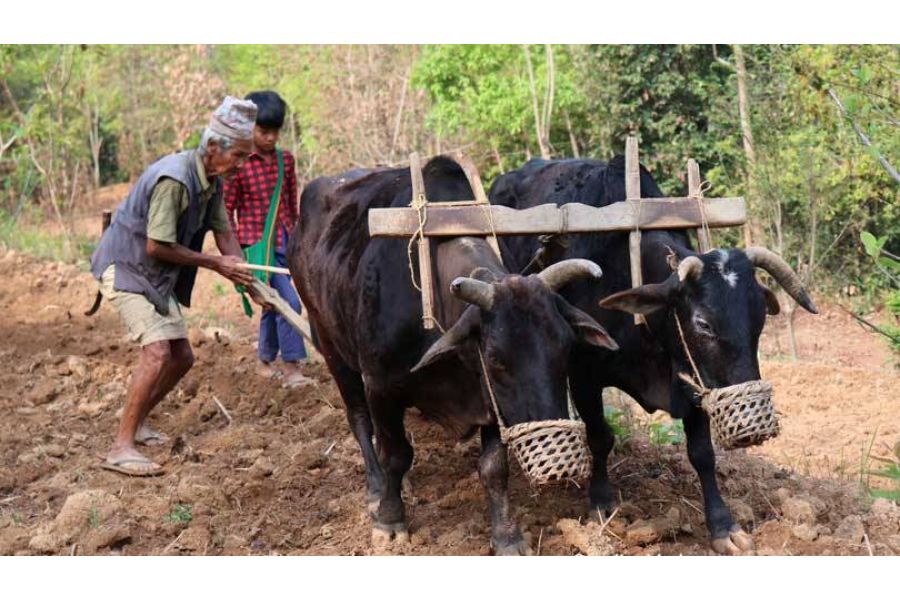 खेत बाँझिन थालेपछि गोरुपालन किसानलाई प्रोत्साहनमुलक कार्यक्रम ...