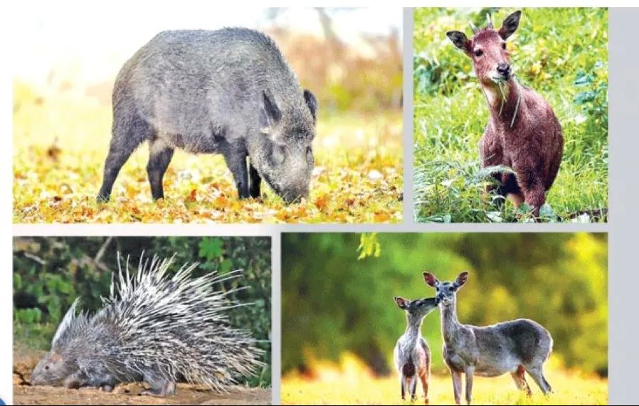 तराईका जीवजन्तु पहाड उक्लिनु खतराको संकेत « Narayanionline.com