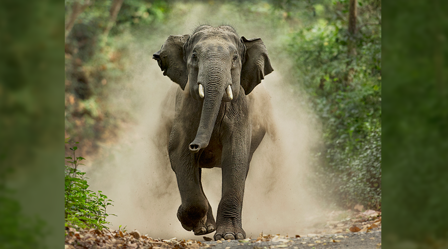 कोशी प्रदेशमा जङ्गली हात्तीको उपद्रो बढ्दै « Narayanionline.com