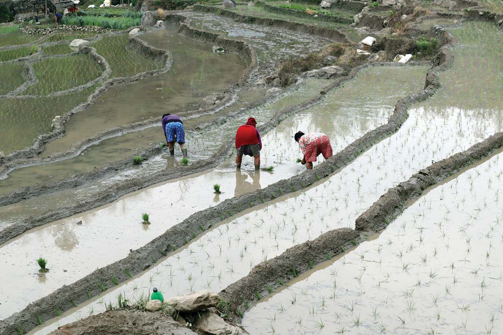 अकासे-खेतीमा निर्भर बैतडीका किसानलाई रोपाइँको चटारो « Narayanionline.com